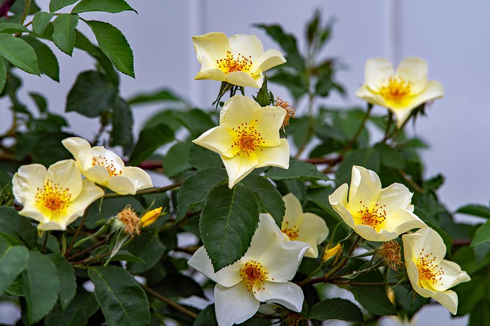 Rose (Rosa 'Lemon Zen') in the Roses Database - Garden.org