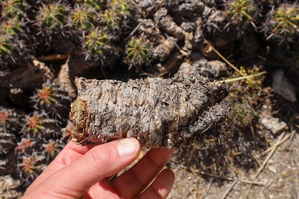 Photo of the stem, scape, stalk or bark of Barrel Cactus (Ferocactus ...