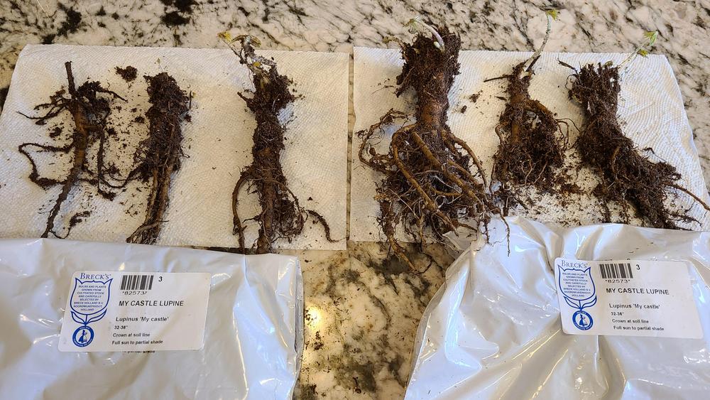 Photo of the roots of Lupine (Lupinus 'My Castle') posted by LoriMT ...