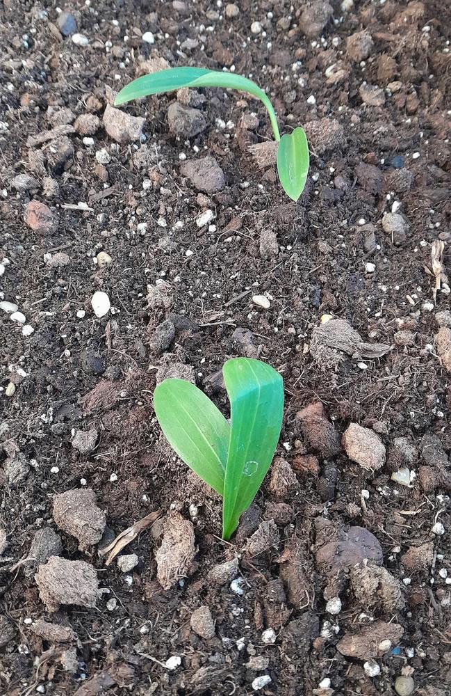 Photo of the seedling or young plant of Rosthorn's Lily (Lilium ...