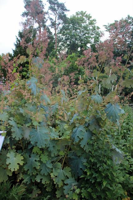 Photo of the entire plant of Plume Poppy (Macleaya cordata) posted by ...