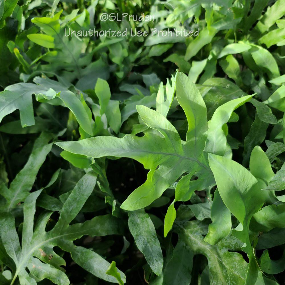 Photo of the leaves of Bear's Paw Fern (Phlebodium aureum 'Blue Star ...