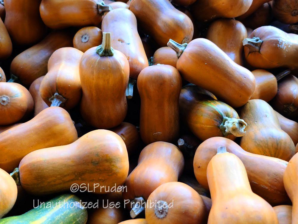 Photo of the fruit of Butternut Squash (Cucurbita moschata 'Honeynut ...