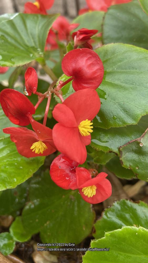 Photo of the bloom of Wax Begonia (Begonia x semperflorens-cultorum) posted by GigiPlumeria ...
