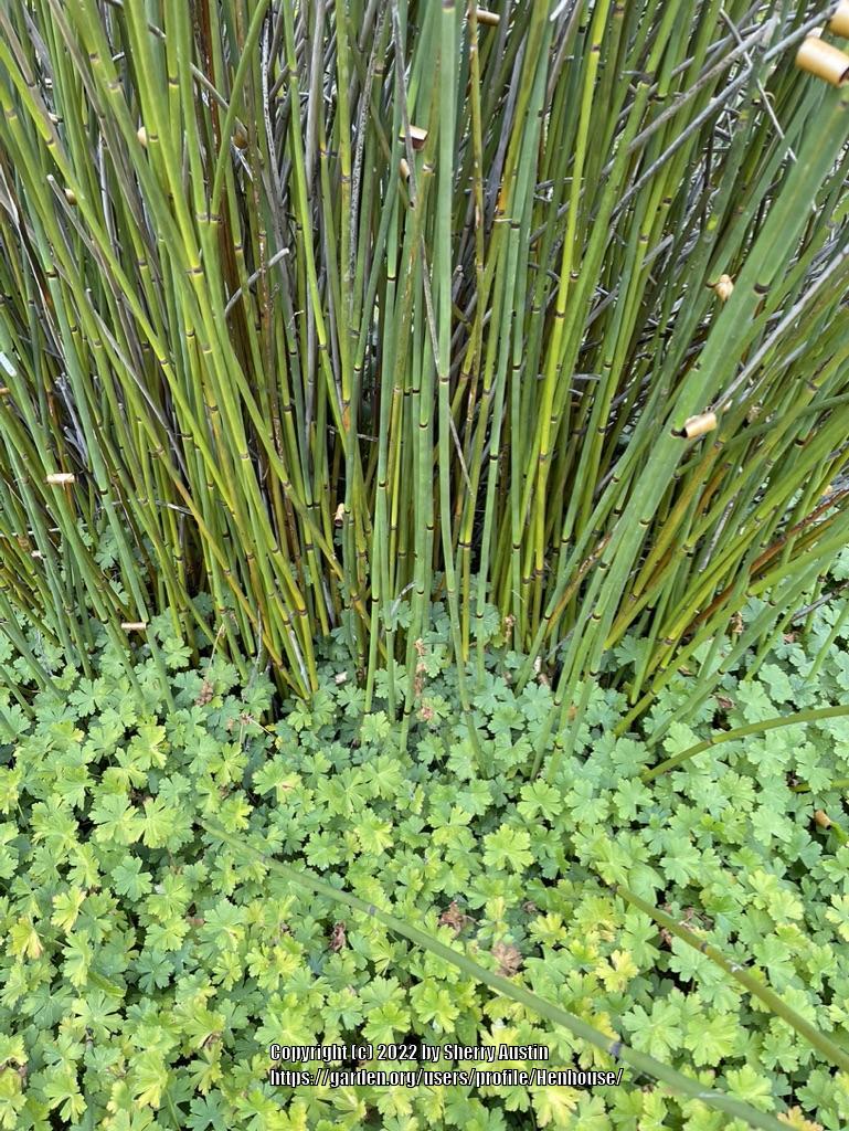 Large Cape Rush (Elegia elephantina) - Garden.org