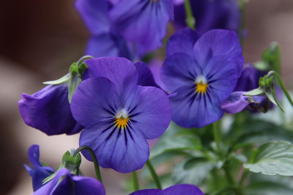 Viola (Viola cornuta Penny™ Blue) in the Violas Database - Garden.org