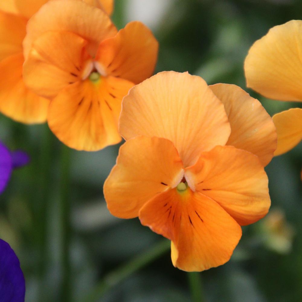 Photo of the bloom of Viola (Viola cornuta Penny™ Orange) posted by ...