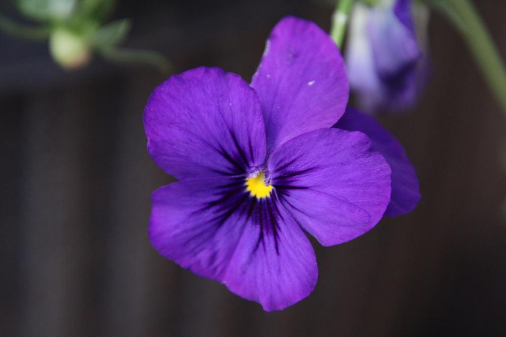 Photo of the bloom of Horned Violet (Viola cornuta Penny™ Deep Blue ...