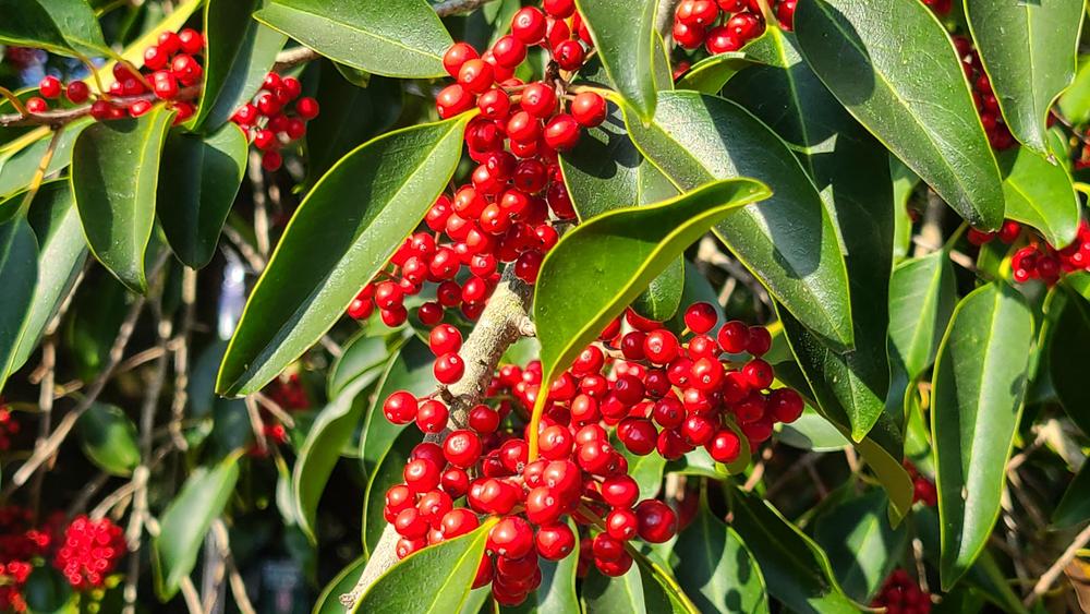 Lord's Holly (Ilex rotunda) in the Ilex Database - Garden.org