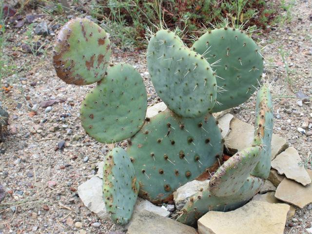 Photo of the entire plant of Nopal Tapon (Opuntia robusta) posted by ...