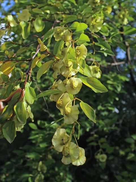 Photo of the fruit of Jeruselem Thorn (Paliurus spina-christi) posted ...