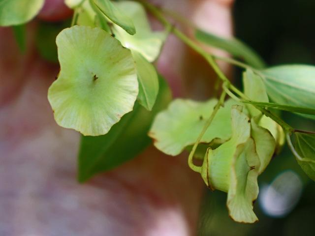 Photo of the fruit of Jeruselem Thorn (Paliurus spina-christi) posted ...