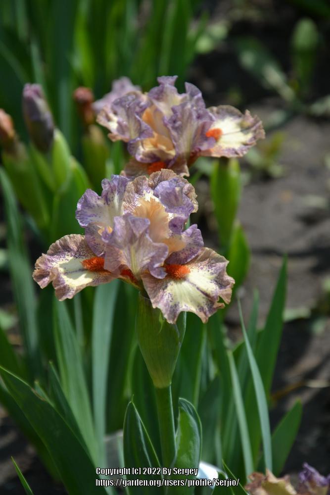 Photo of the bloom of Standard Dwarf Bearded Iris (Iris 'Sweet Tweet') posted by Serjio - Garden.org