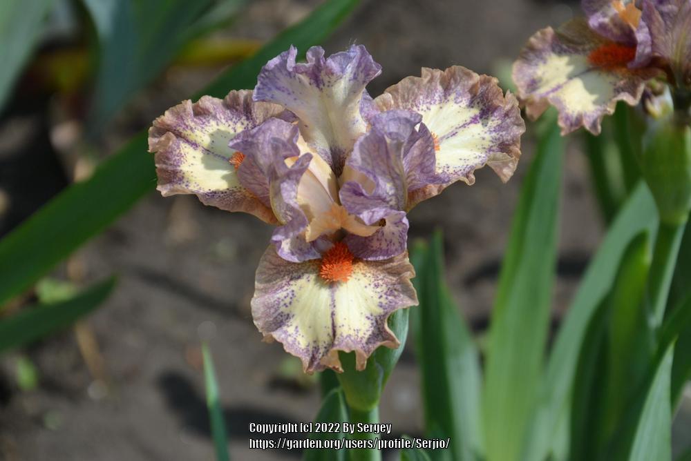 Photo of the bloom of Standard Dwarf Bearded Iris (Iris 'Sweet Tweet') posted by Serjio - Garden.org