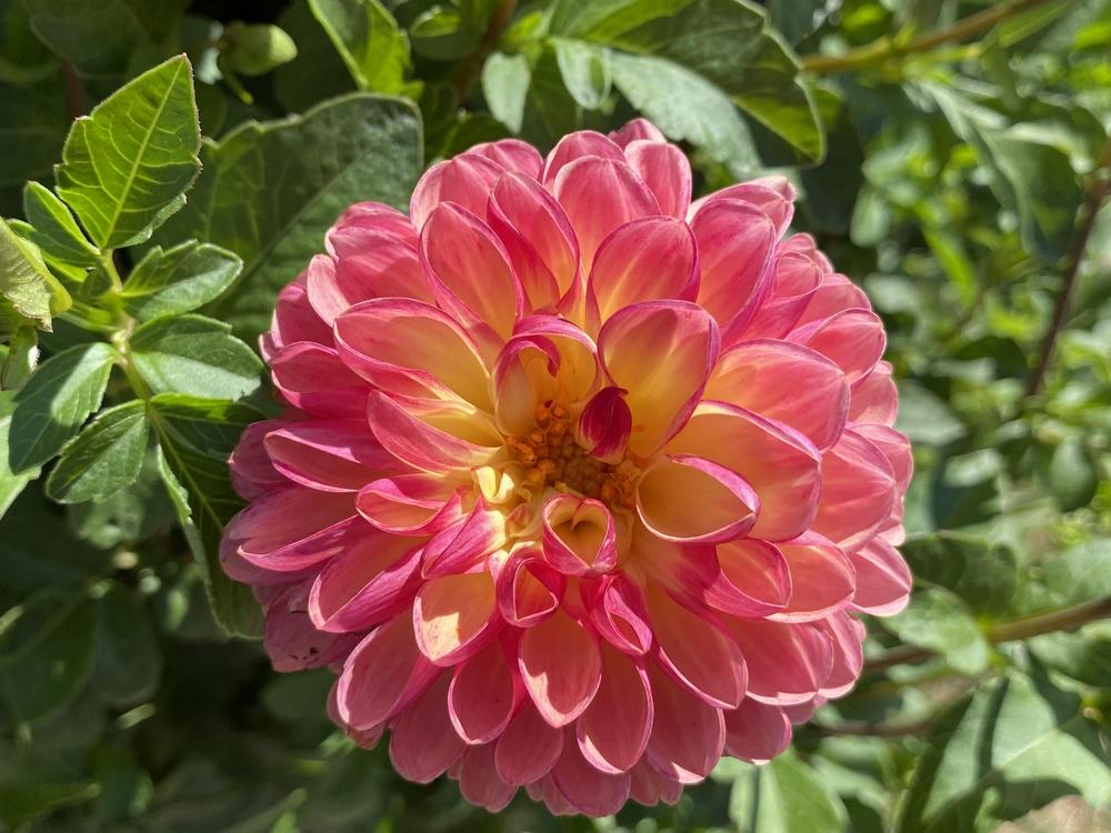 Dahlia 'Coseytown Bounty' in the Dahlias Database - Garden.org