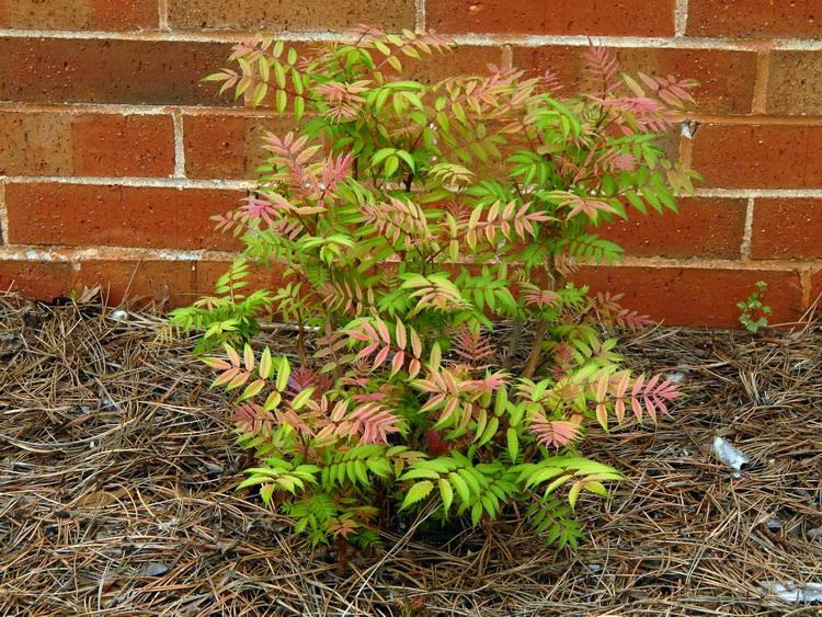 Ural False Spiraea (Sorbaria sorbifolia) - Garden.org