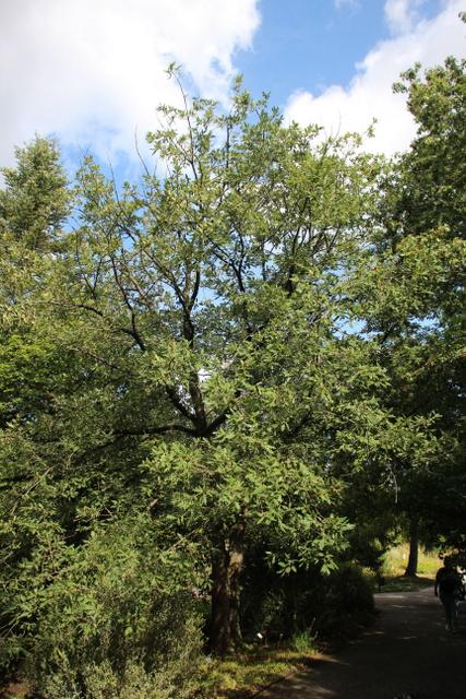 Photo of the entire plant of Pyrenean Oak (Quercus pyrenaica) posted by ...