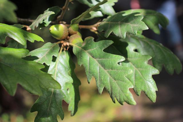Pyrenean Oak (Quercus pyrenaica) - Garden.org
