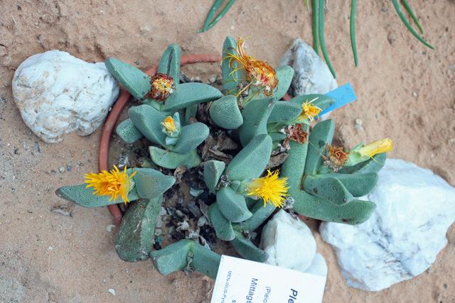 Photo of the entire plant of Pleiospilos (Pleiospilos compactus subsp ...