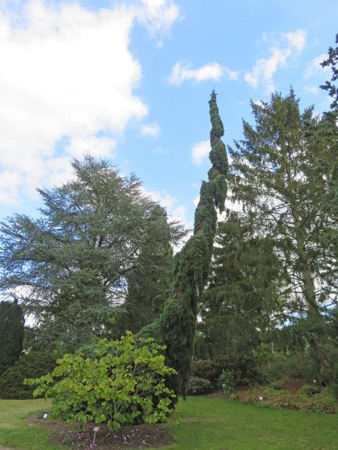 Photo of the entire plant of Weeping Serbian Spruce (Picea omorika ...