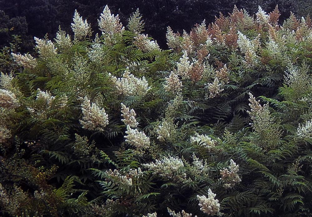 Photo of the bloom of Ural False Spiraea (Sorbaria sorbifolia) posted ...