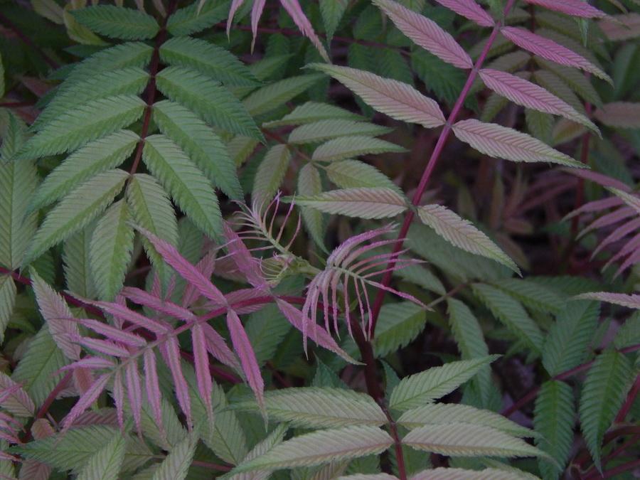 Michael Dirr calls Falsespirea a "rather obscure plant." in Photo of ...