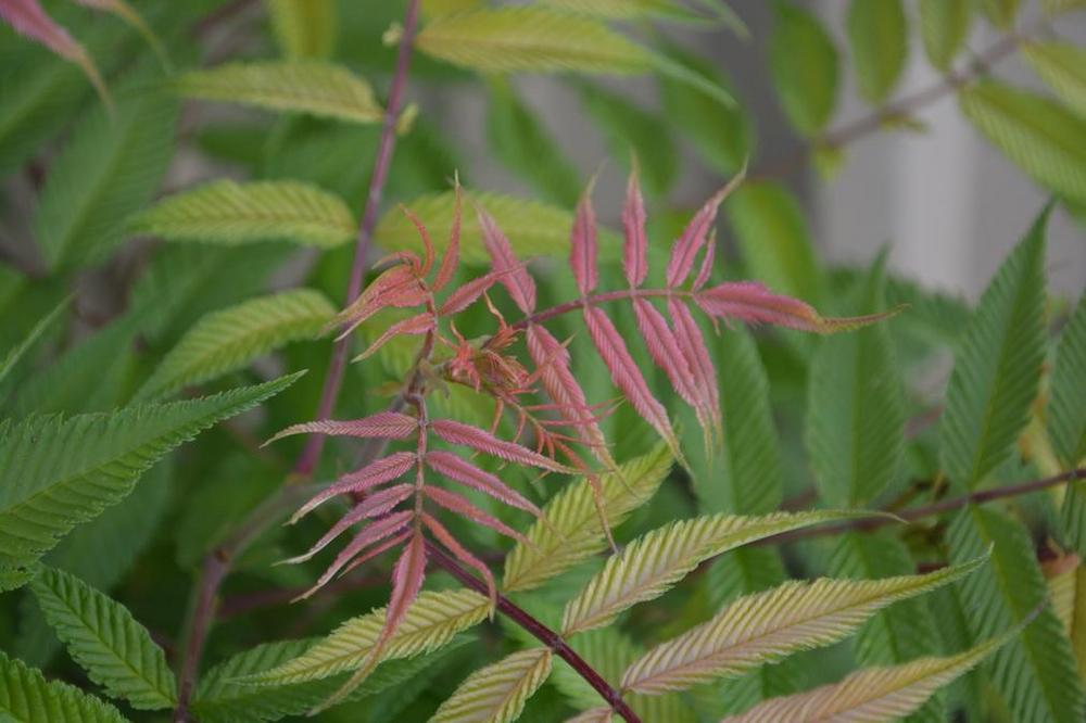 Michael Dirr calls Falsespirea a "rather obscure plant." in Photo of ...