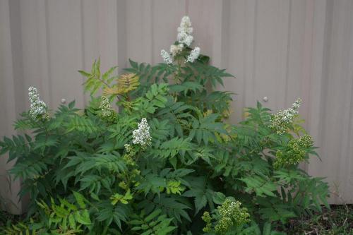 Michael Dirr calls Falsespirea a "rather obscure plant." in Photo of ...