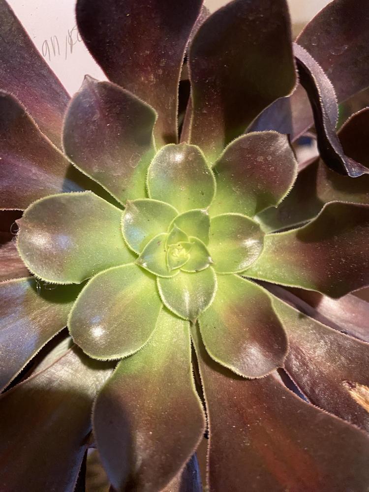 Aeonium 'Kilimanjaro' in the Aeoniums Database - Garden.org
