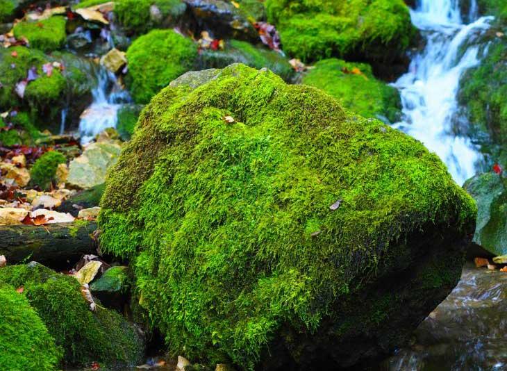 Growing and Caring for Moss - Garden.org