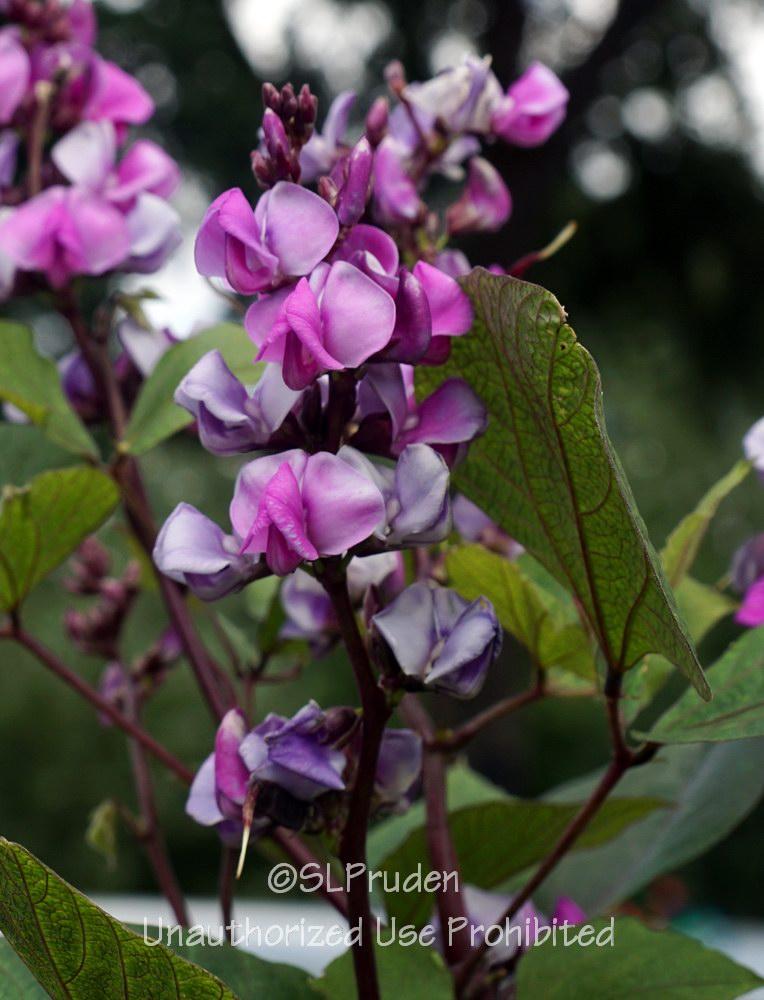 Photo of the bloom of Purple Hyacinth Bean (Lablab purpureus) posted by ...
