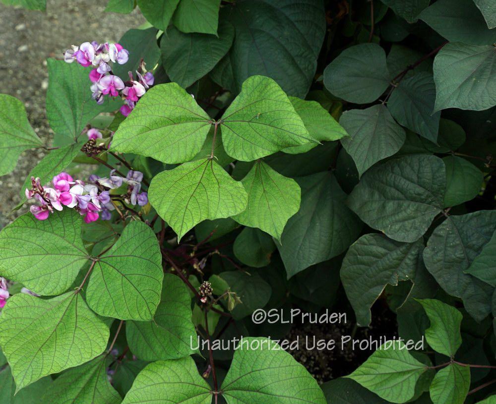 Photo of the leaves of Purple Hyacinth Bean (Lablab purpureus) posted ...