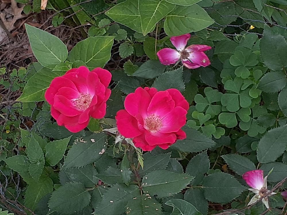 Rose (Rosa 'Screaming Neon') in the Roses Database - Garden.org