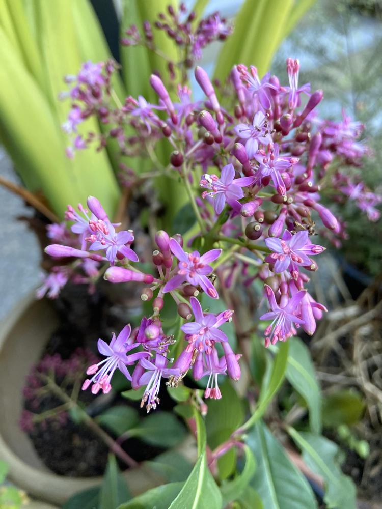 Mexican Blueberry (Fuchsia paniculata subsp. paniculata 'BluTini') in ...
