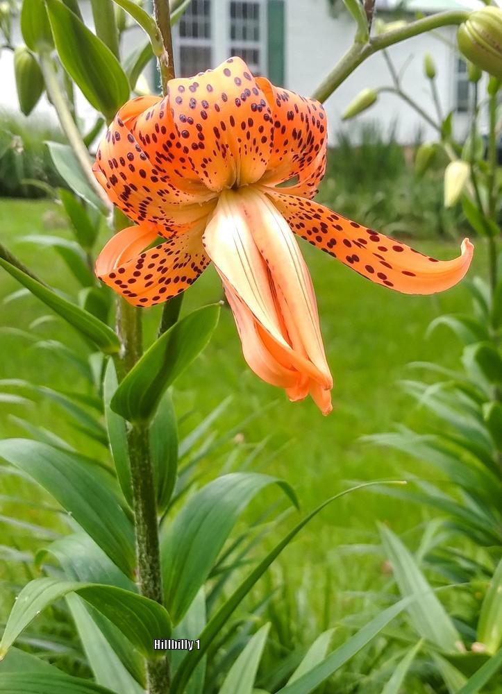 Photo of the bloom of Double Tiger Lily (Lilium lancifolium 'Flore ...