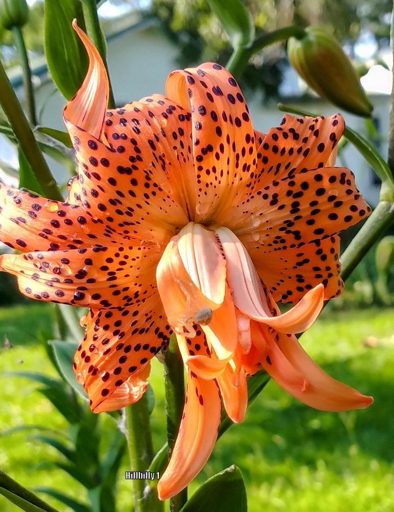 Photo of the bloom of Double Tiger Lily (Lilium lancifolium 'Flore ...