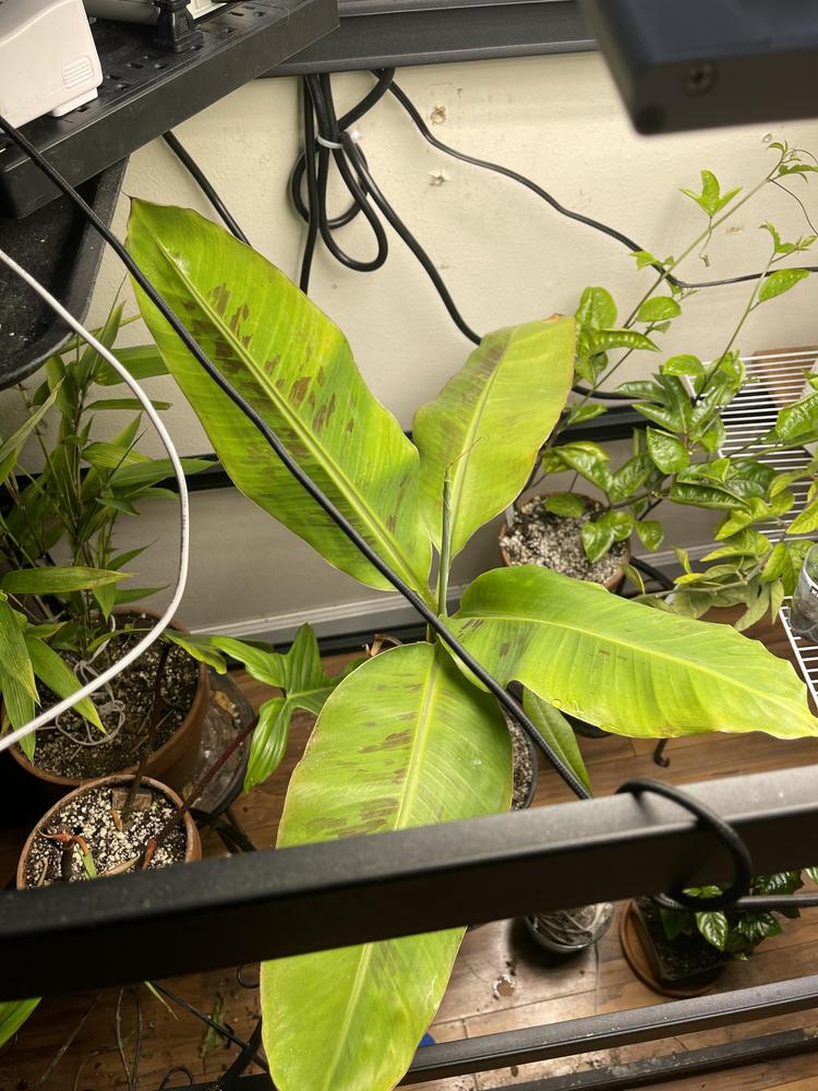 Musa 'Namwa' Mint Variegation in the Ask a Question forum - Garden.org