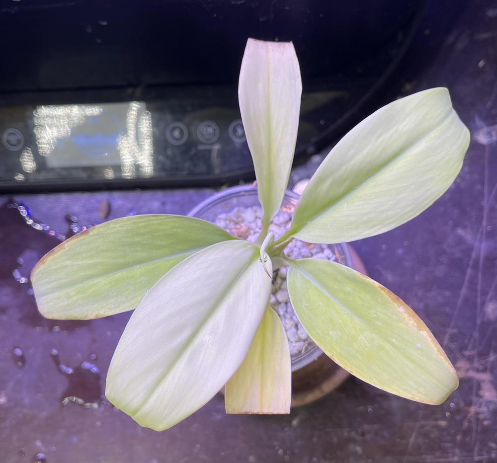 Musa 'Namwa' Mint Variegation in the Ask a Question forum - Garden.org