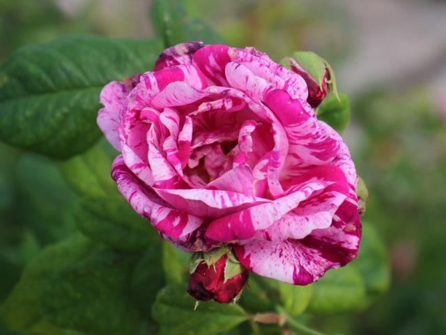 Photo of the bloom of Hybrid Perpetual Rose (Rosa 'Ferdinand Pichard ...