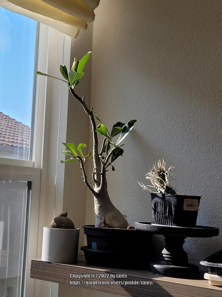 Dormancy, Activity, and Growth stages of adeniums in the Adeniums forum ...