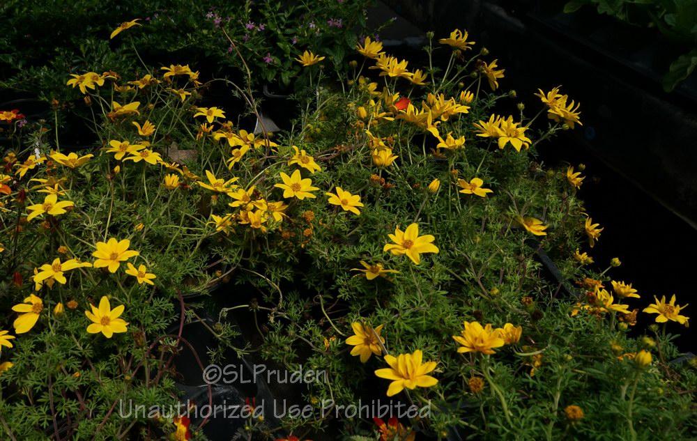 Photo of the entire plant of Arizona Beggarticks (Bidens aurea Sun Drop ...