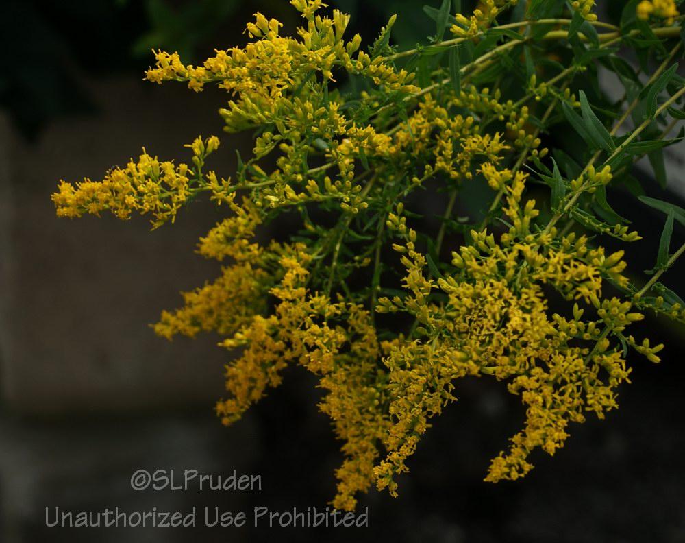 Photo of the bloom of Sweet Goldenrod (Solidago odora) posted by ...