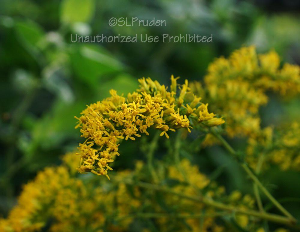 Photo of the bloom of Sweet Goldenrod (Solidago odora) posted by ...
