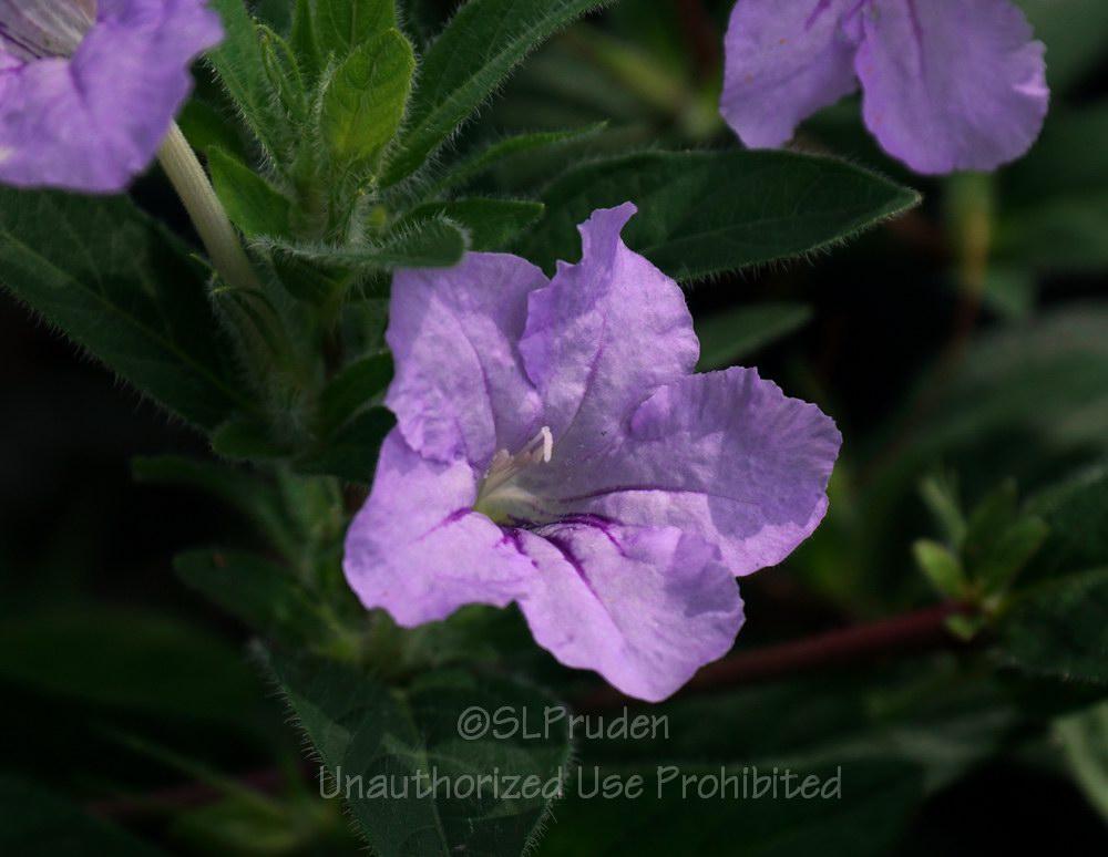 Photo of the bloom of Wild Petunia (Ruellia humilis) posted by ...