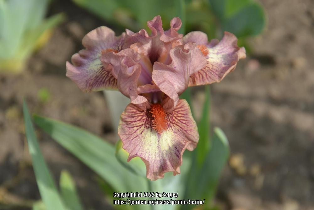Photo of the bloom of Standard Dwarf Bearded Iris (Iris 'Raspberry ...