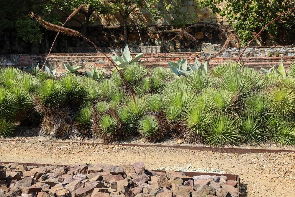 Photo of the entire plant of Hedgehog Agave (Agave stricta) posted by ...