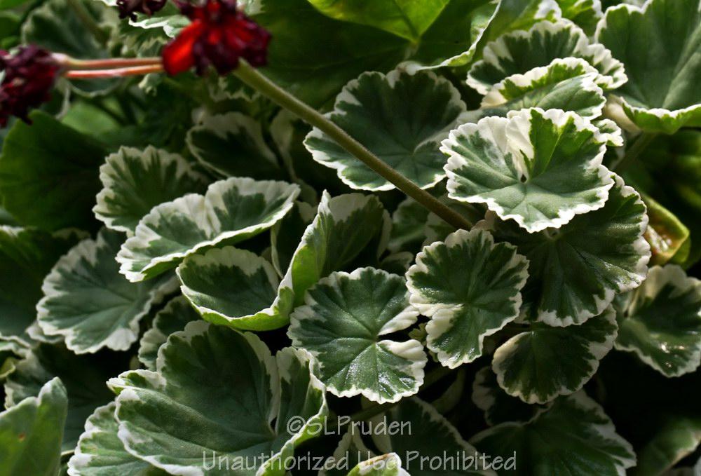 Fish Geranium (Pelargonium x hortorum 'Wilhelm Langguth') in the ...