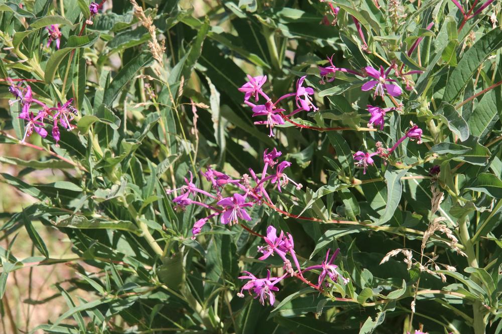 Photo of the entire plant of Fireweed (Chamaenerion angustifolium) posted by LoriMT - Garden.org