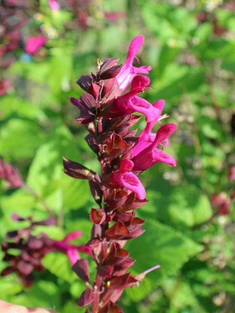 Photo of the bloom of Salvia Rockin'® Fuchsia posted by RuuddeBlock ...