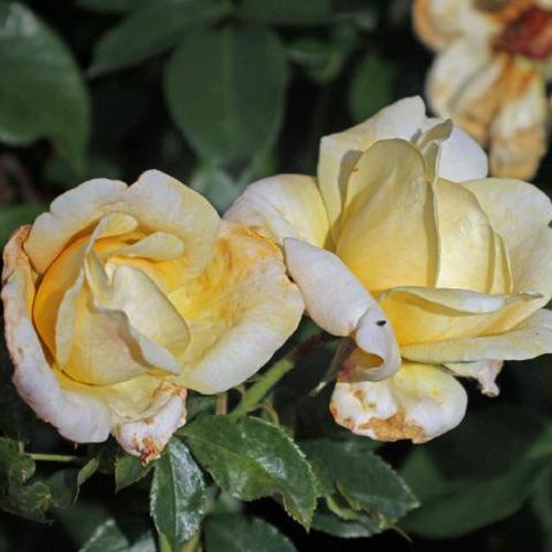 Rose (Rosa 'Sirius') in the Roses Database - Garden.org